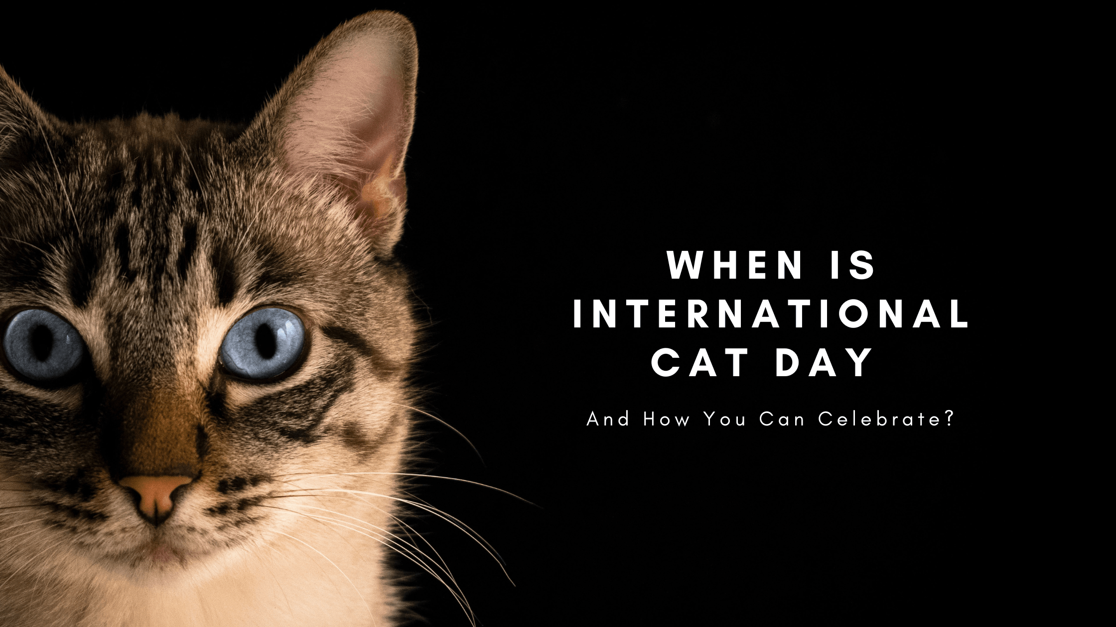 When is International Cat Day - And How You Can Celebrate? – Mandujour